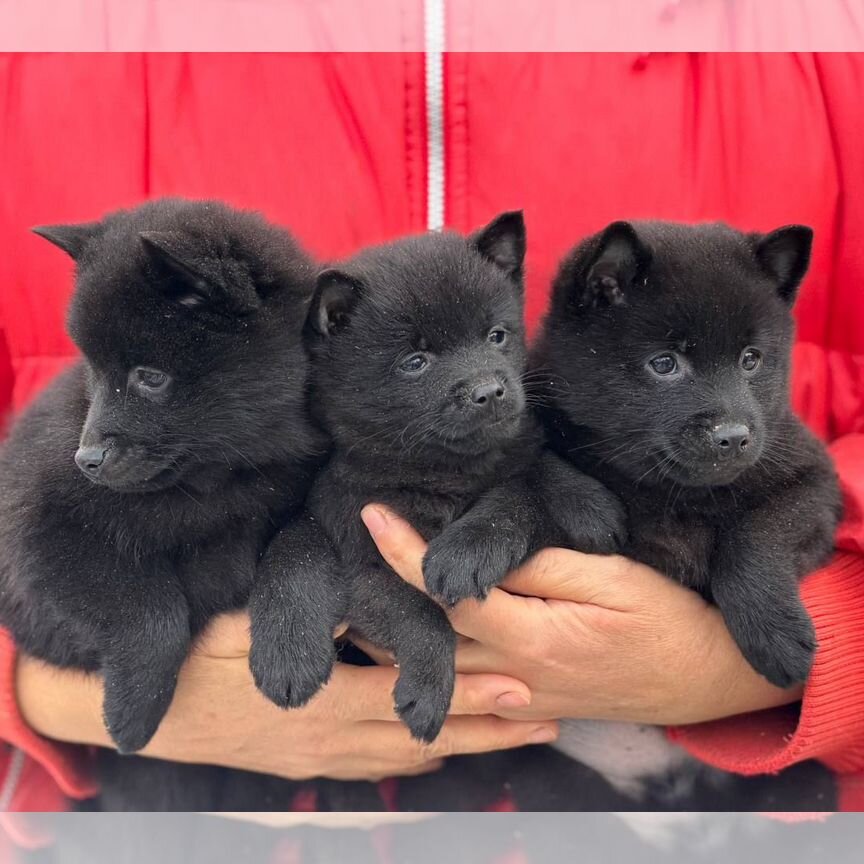 Схипперке, щенок