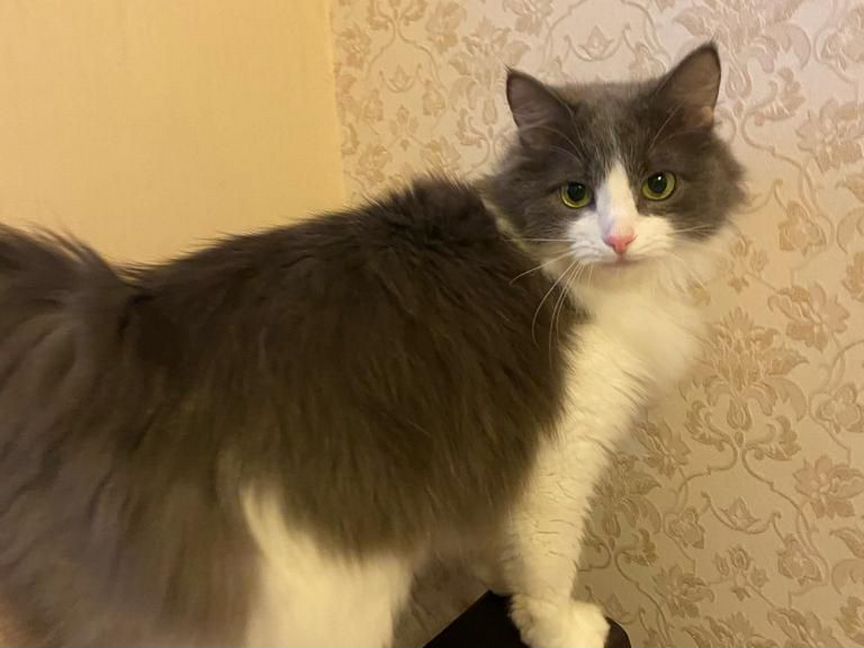 Стерилизованная кошечка на счастье в новом году