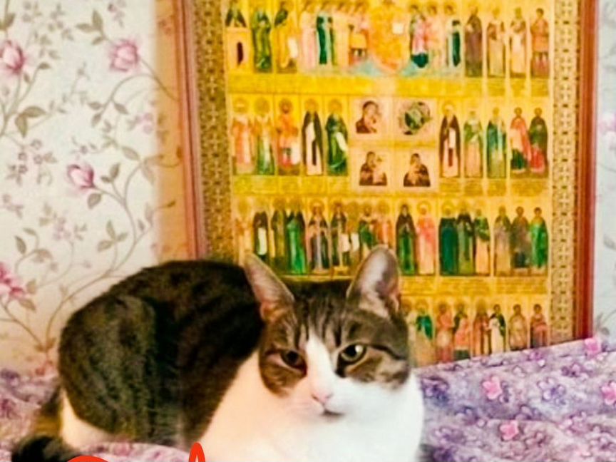 Кошка молоденькая серо полосатая с белым