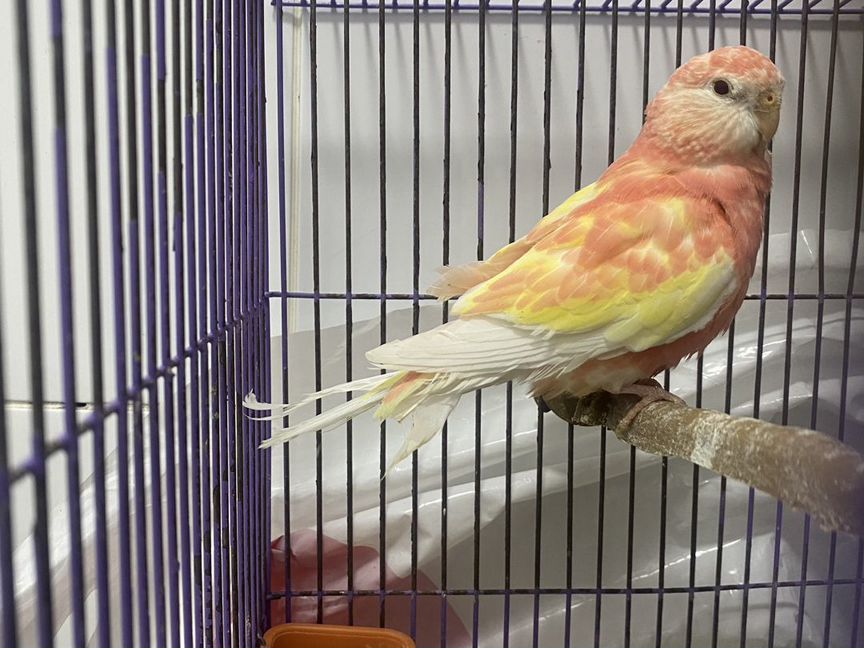 Попугай боурка / розовобрюхий травяной