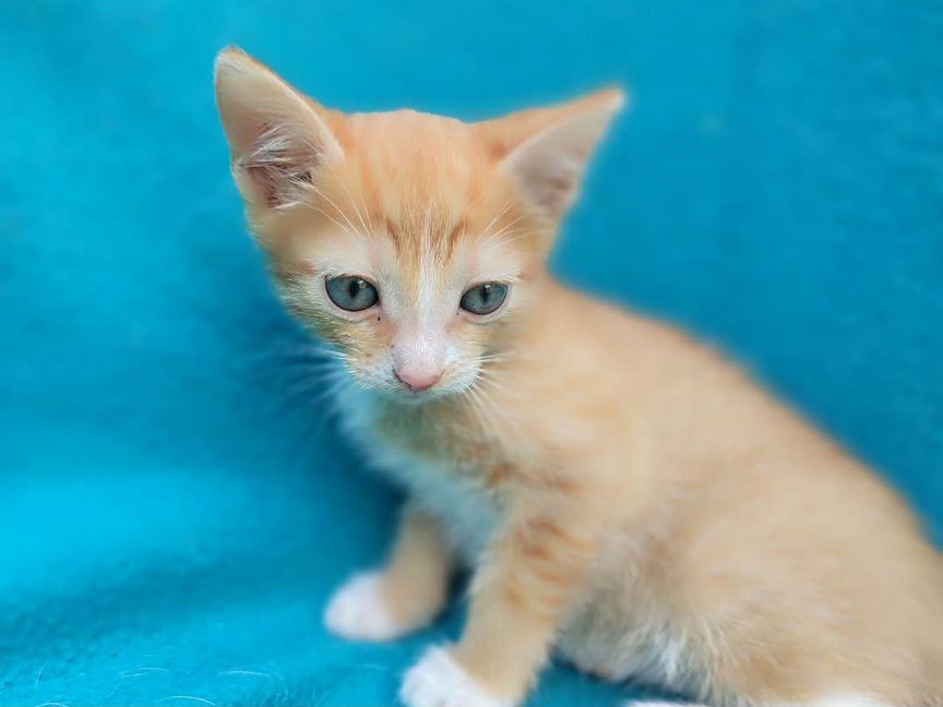 Рыжий котик,2 мес в дар