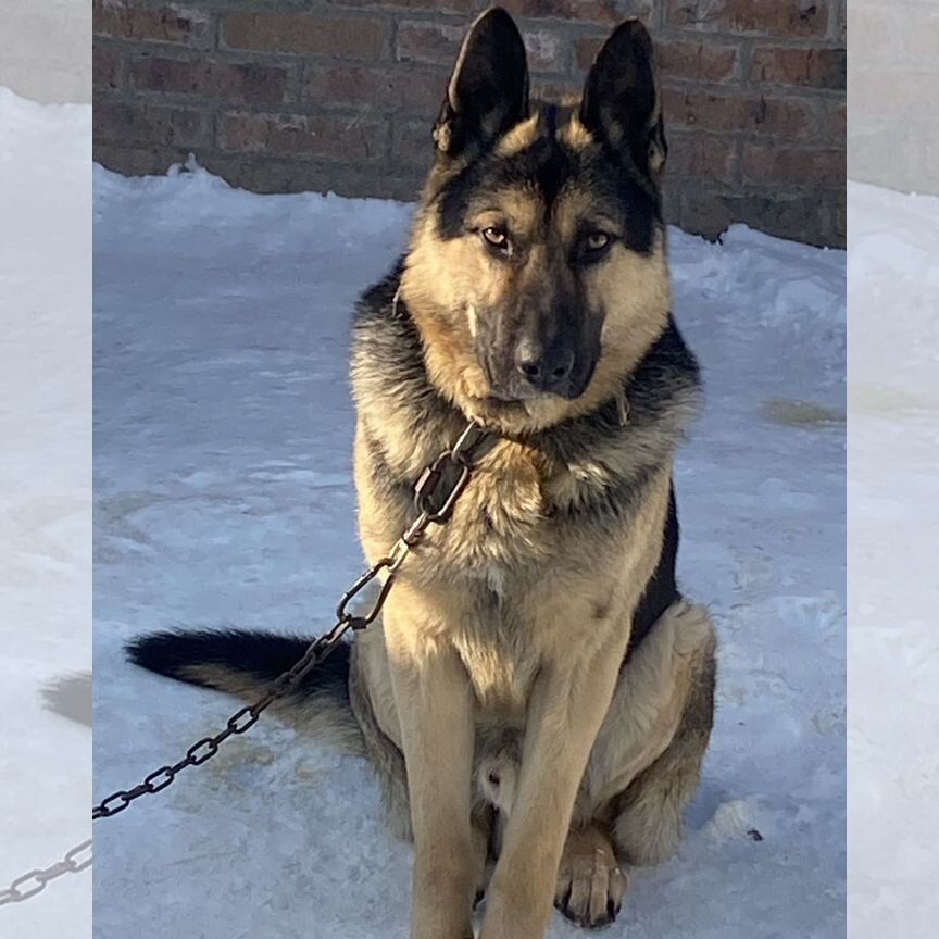 Восточноевропейская овчарка, взрослый пёс