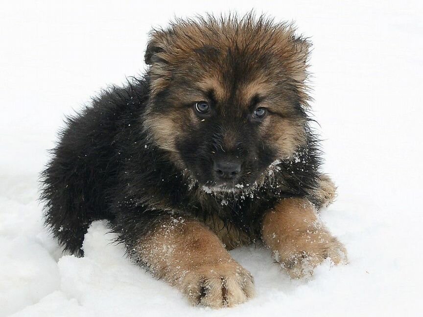 Щенок- метис немецкой овчарки ищет лучшую семью