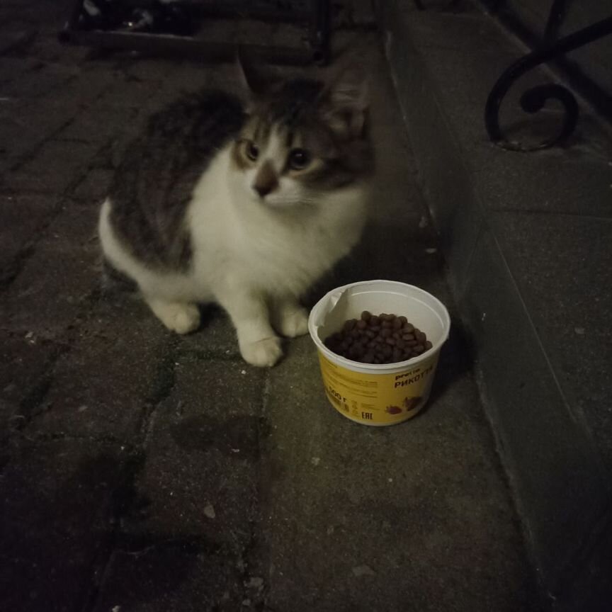 Нашелся кот или кошка