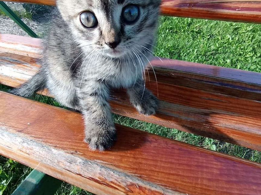 Кошки в добрые руки бесплатно