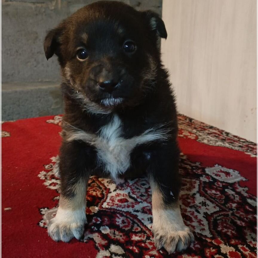 Щенок в добрые руки