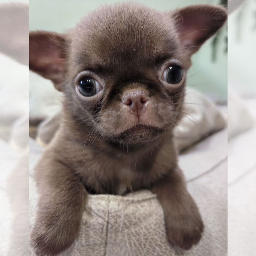 Чихуахуа, щенок