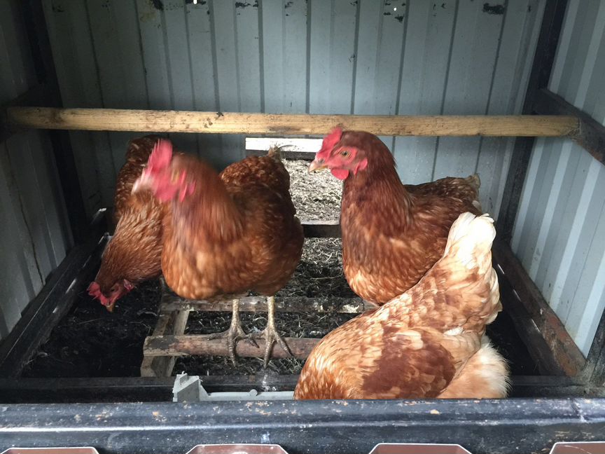 Курятник для кур