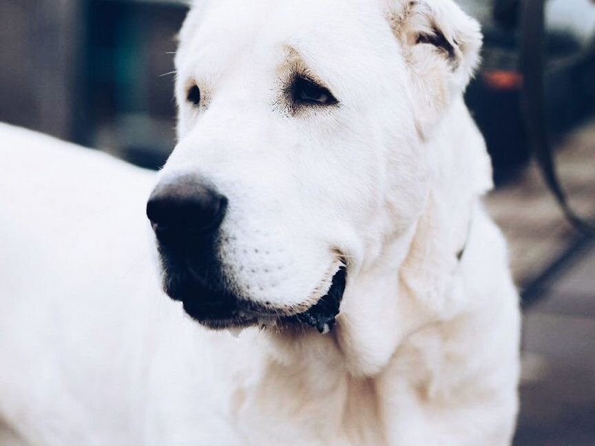 Алабай бесплатно собака