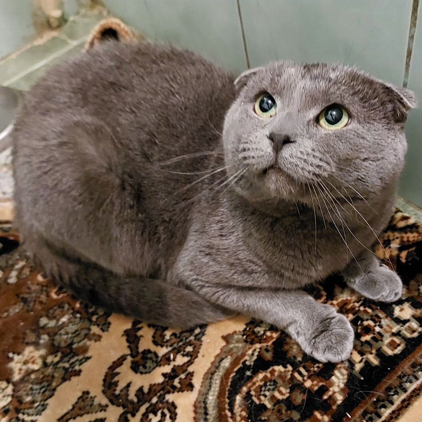 Шотландский вислоухий длинношёрстный, взрослый кот