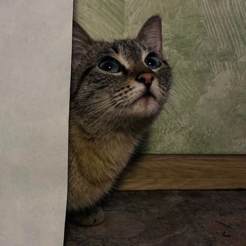 Тайская кошечка