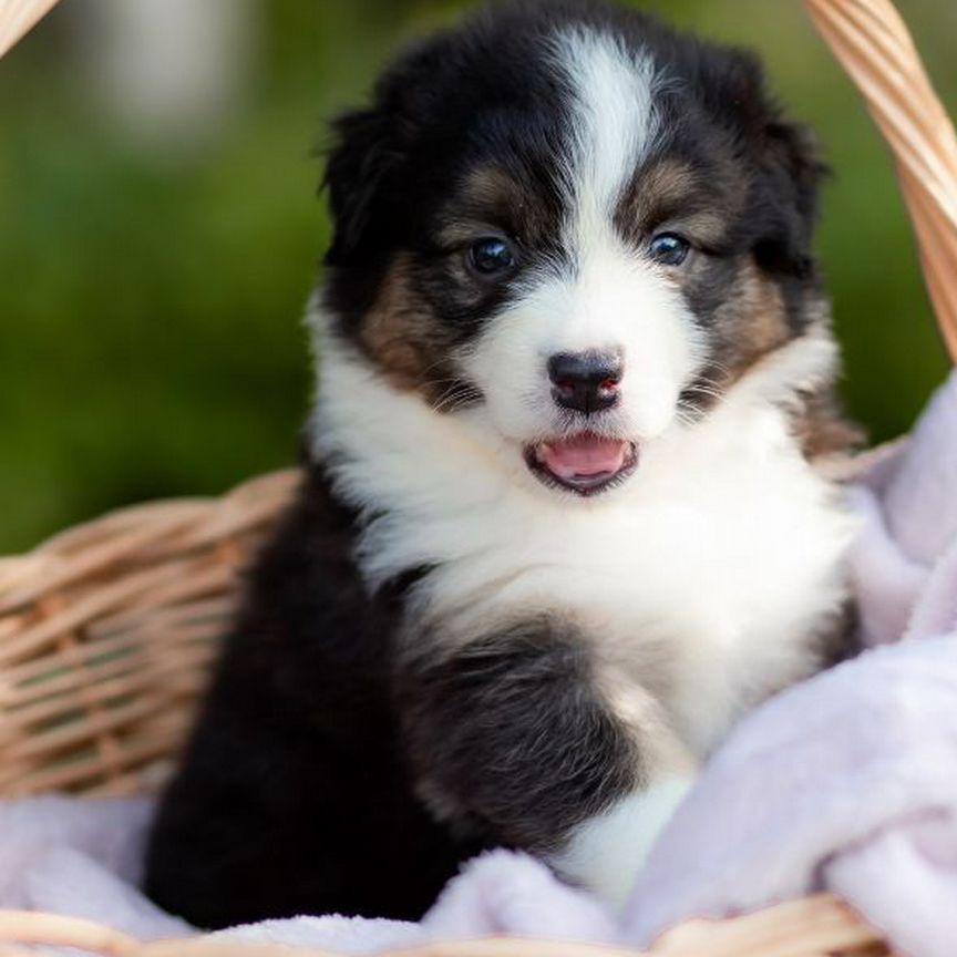 Миниатюрная американская овчарка, щенок