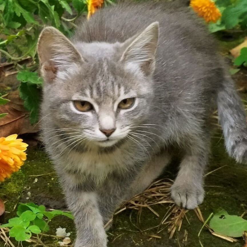 Элитные котята,от здоровых пород-х родите-ей