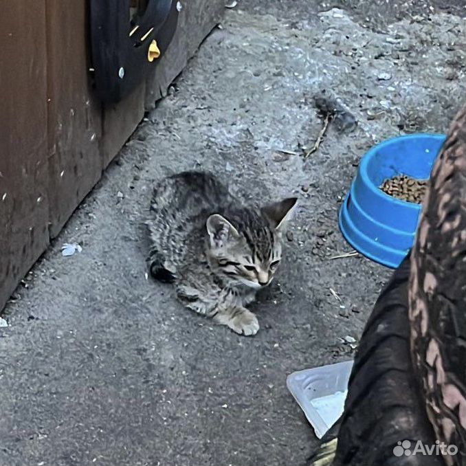 Котенок со двора где живут живодеры