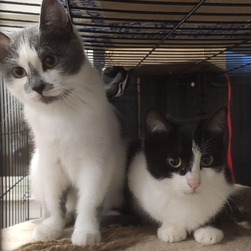 Мускат и Кокос