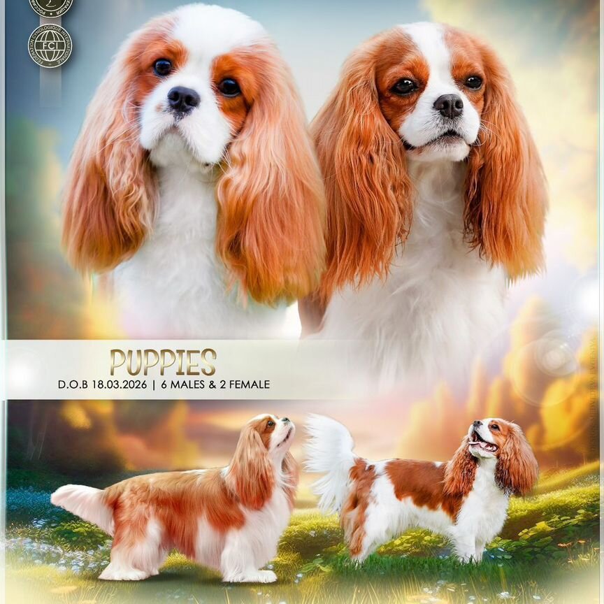 Кавалер кинг-чарльз-спаниель, щенок