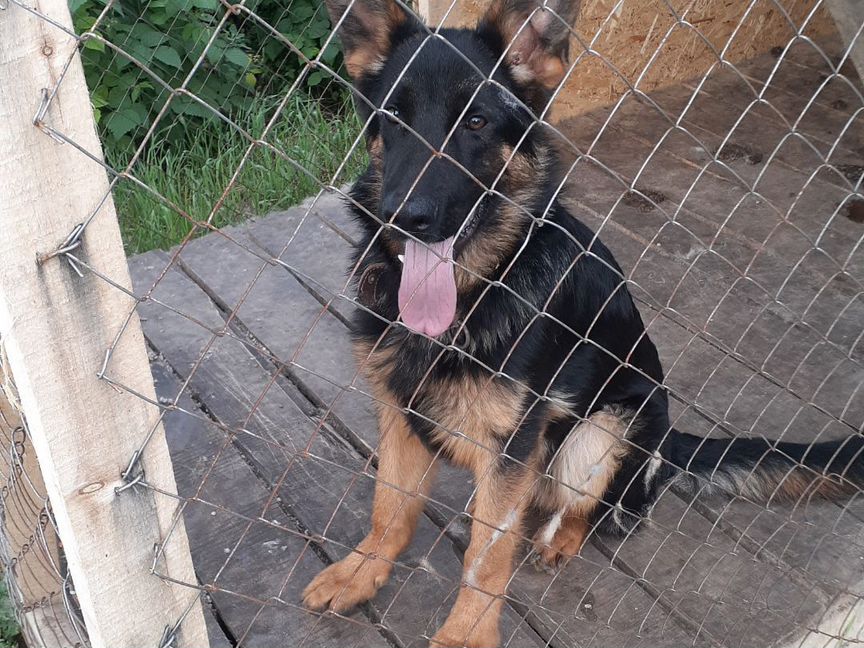 Немецкая овчарка