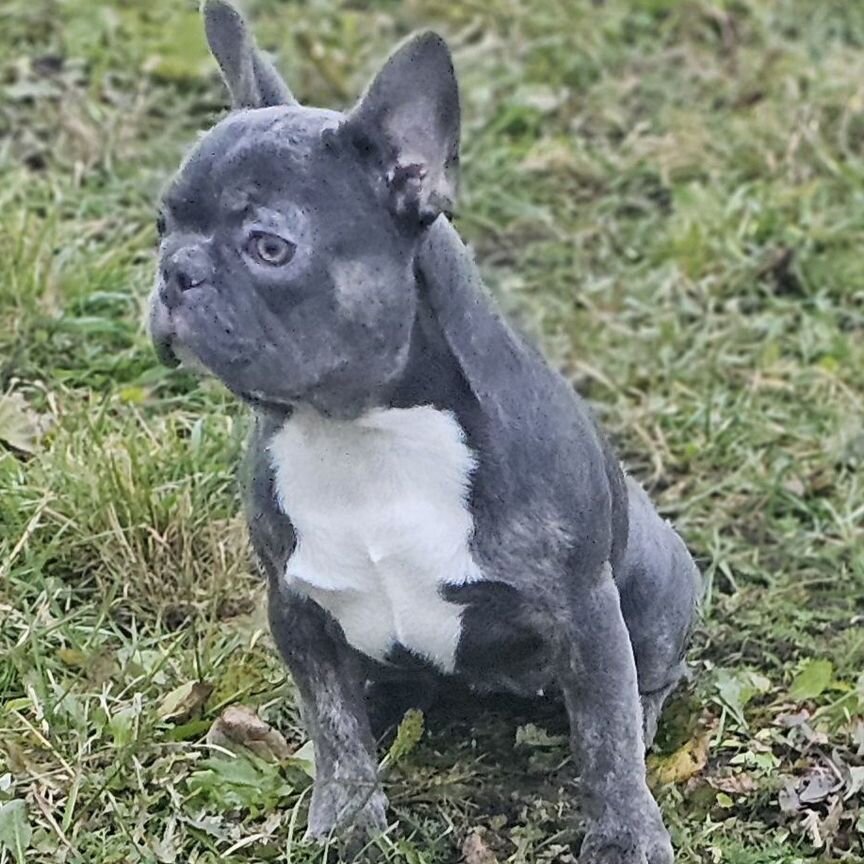 Французский бульдог, щенок