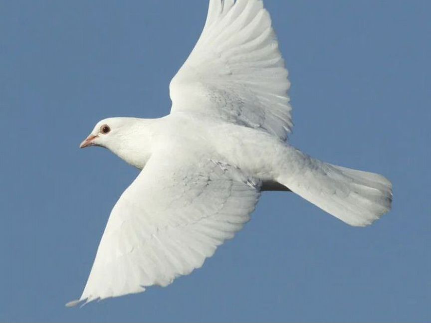 Голуби на выпускной