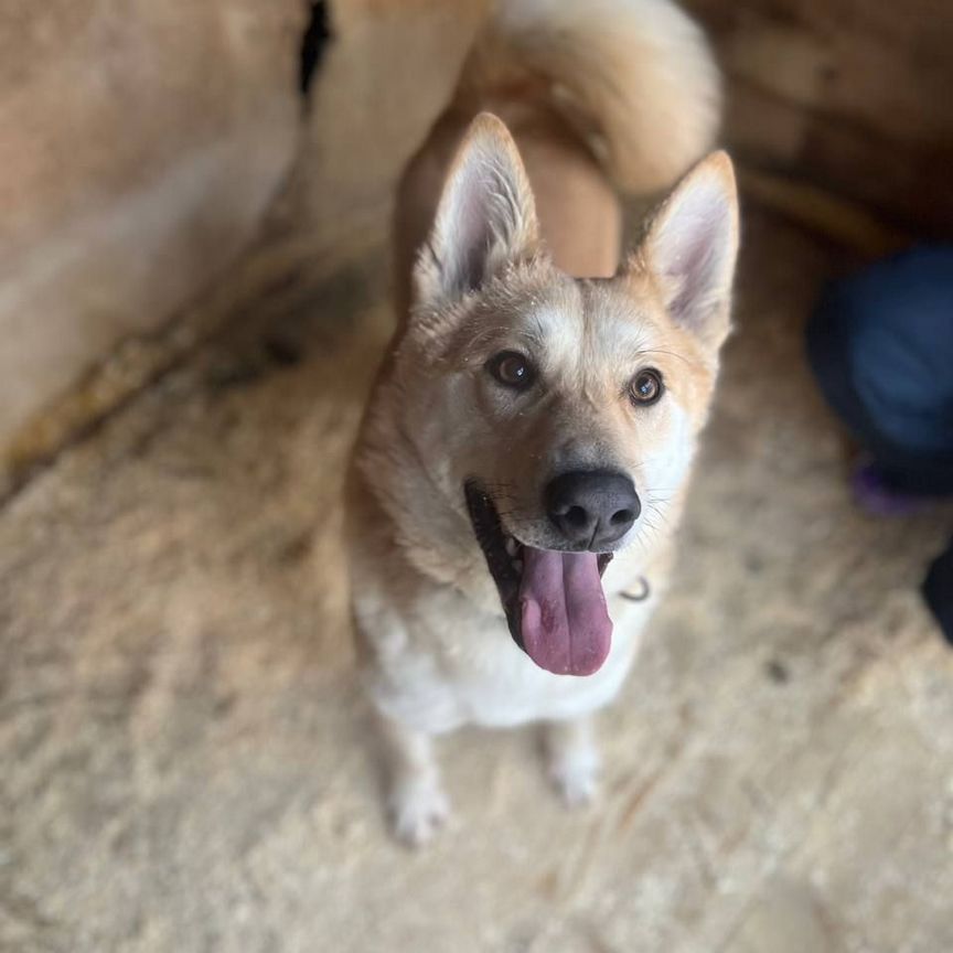 Взрослый пёс в добрые руки