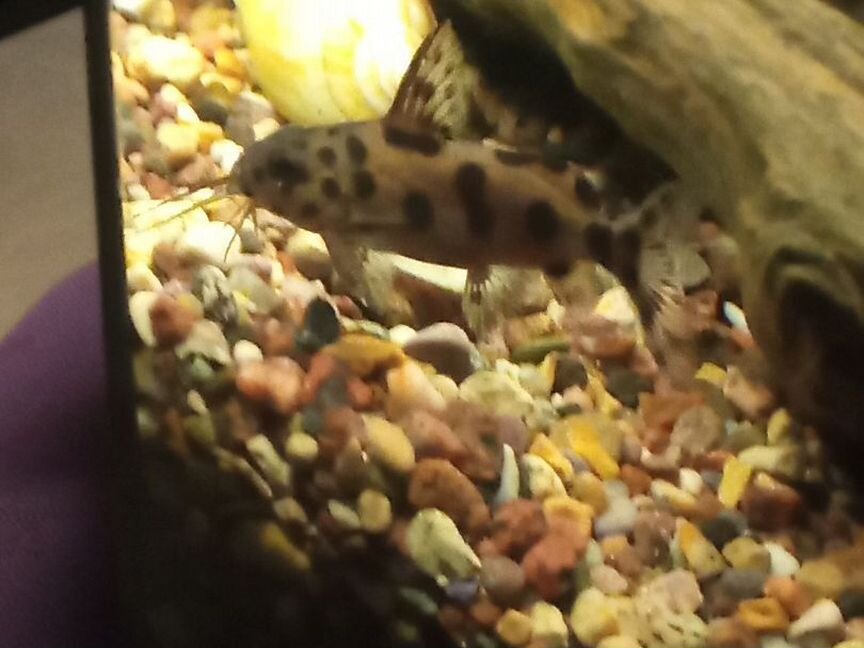 Сомики коридорасы 1 шт