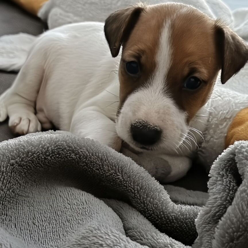 Джек-рассел-терьер, щенок