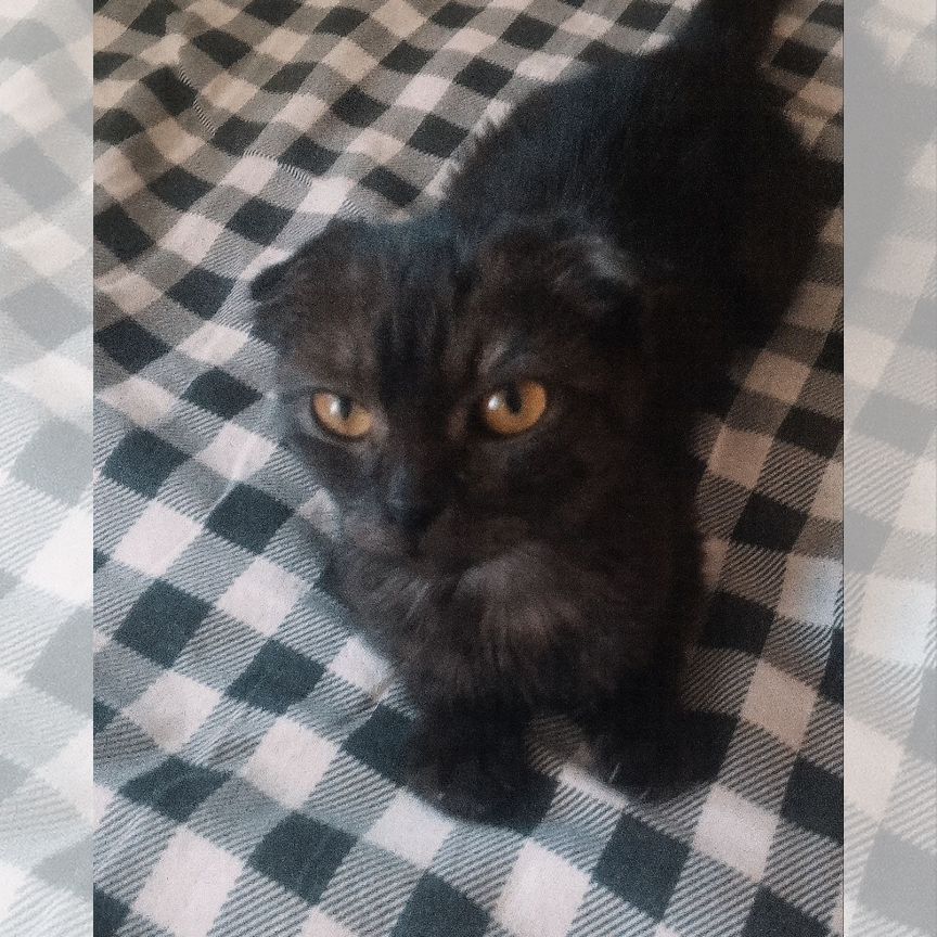 Шотландский вислоухий короткошёрстный котёнок