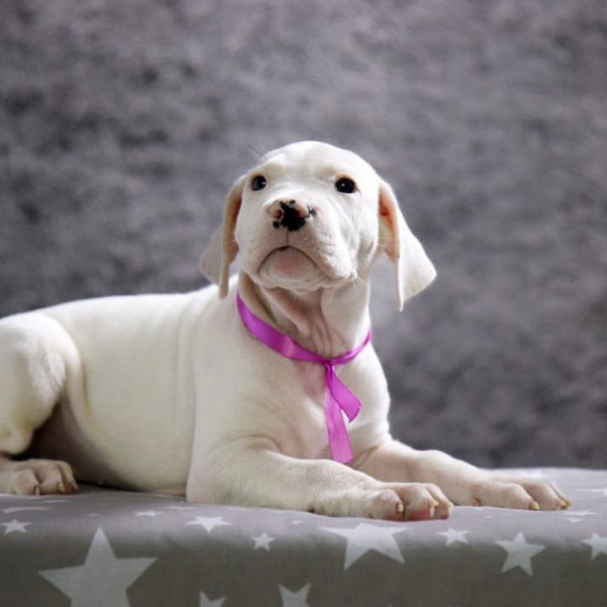 Щенки аргентинского дога