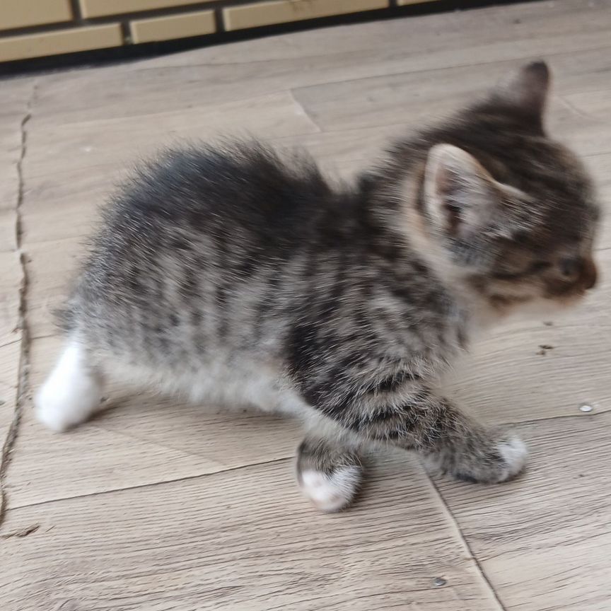 Мейн-кун котёнок