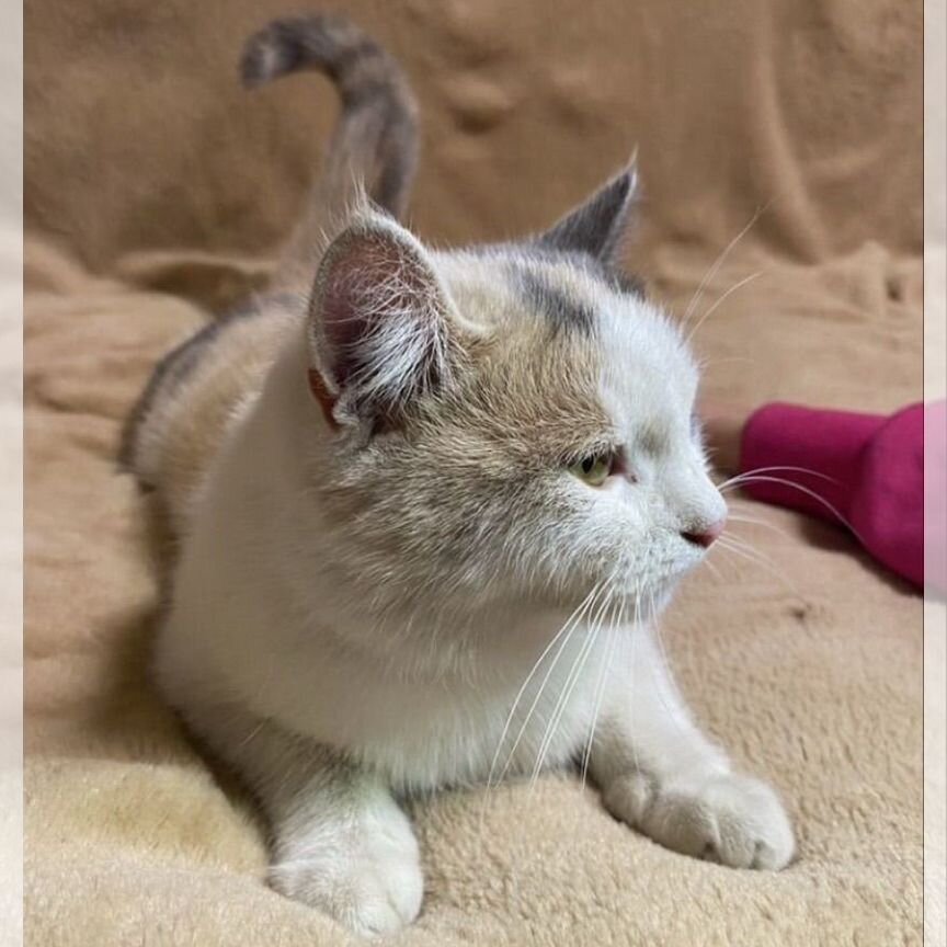 Взрослая, Девочка кошка в добрые руки