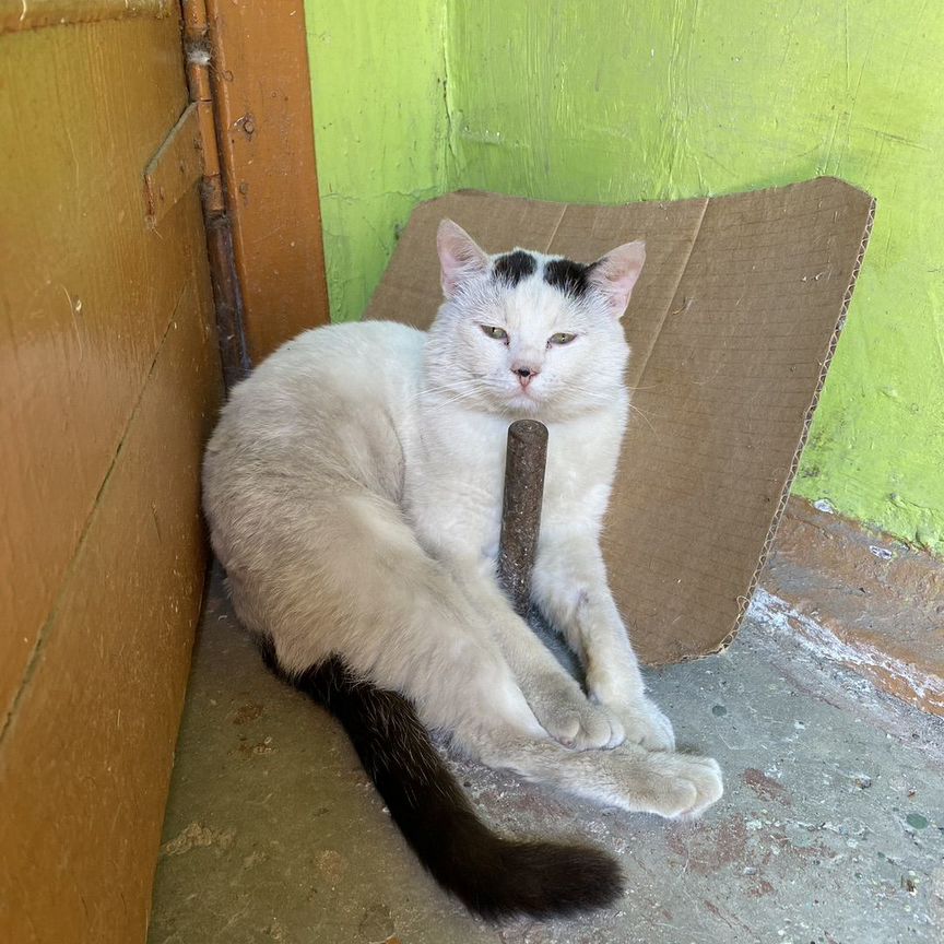 Кот Петруша