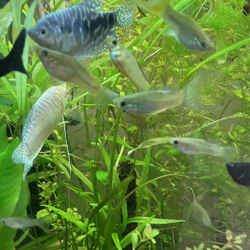 Рыбки Гуппи бесплатно 5 шт