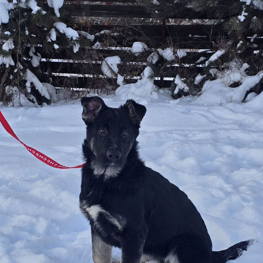 Восточноевропейская овчарка, щенок