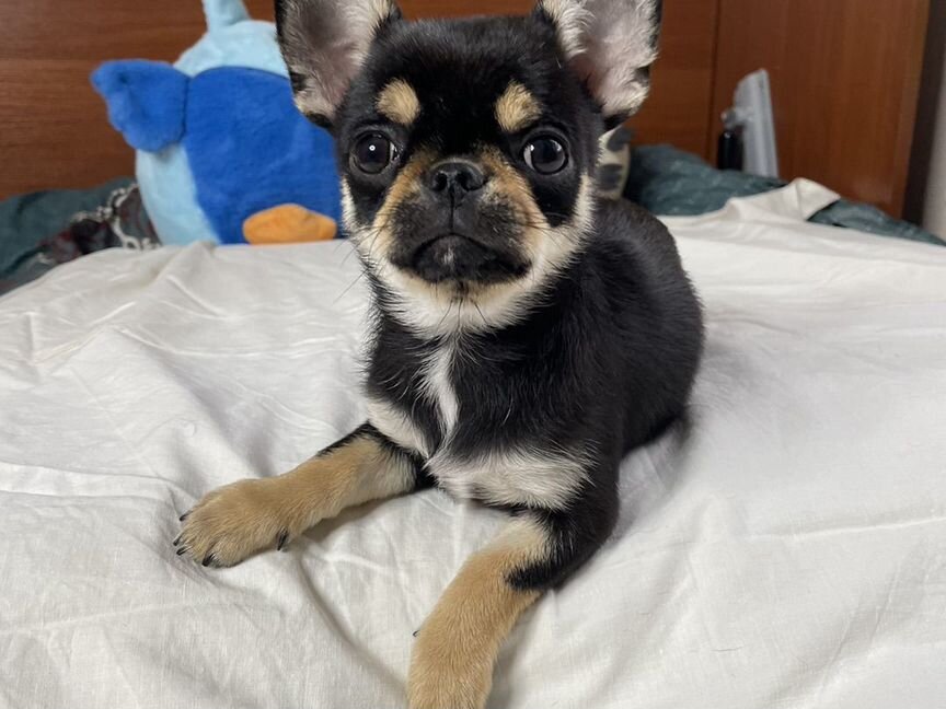 Шикарные черно подпалые малыши чихуахуа