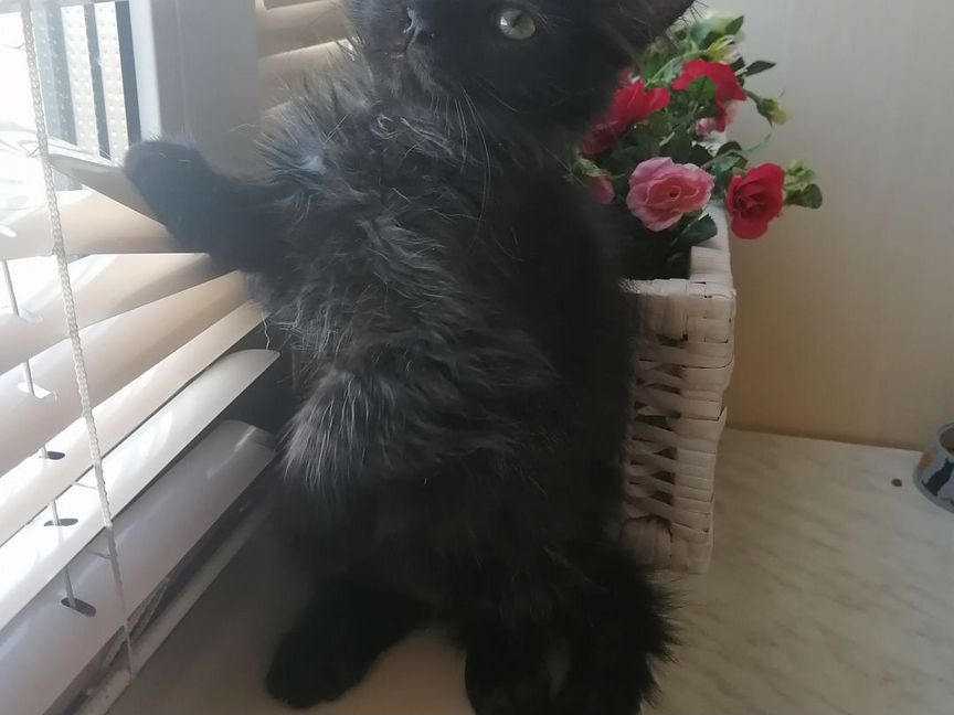 Котенок в добрые руки
