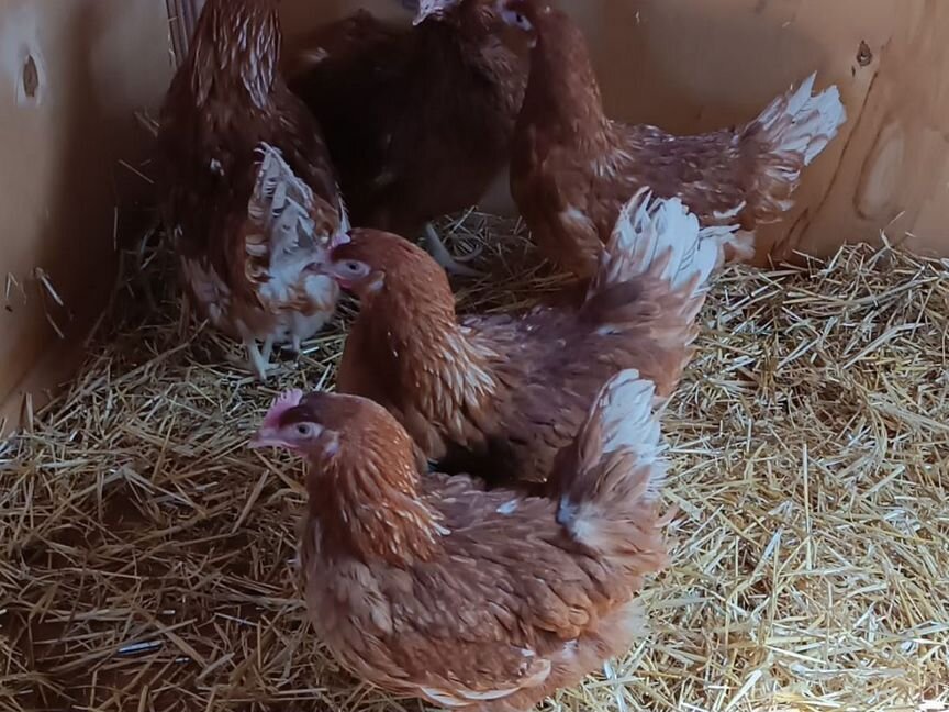 Куры несушки