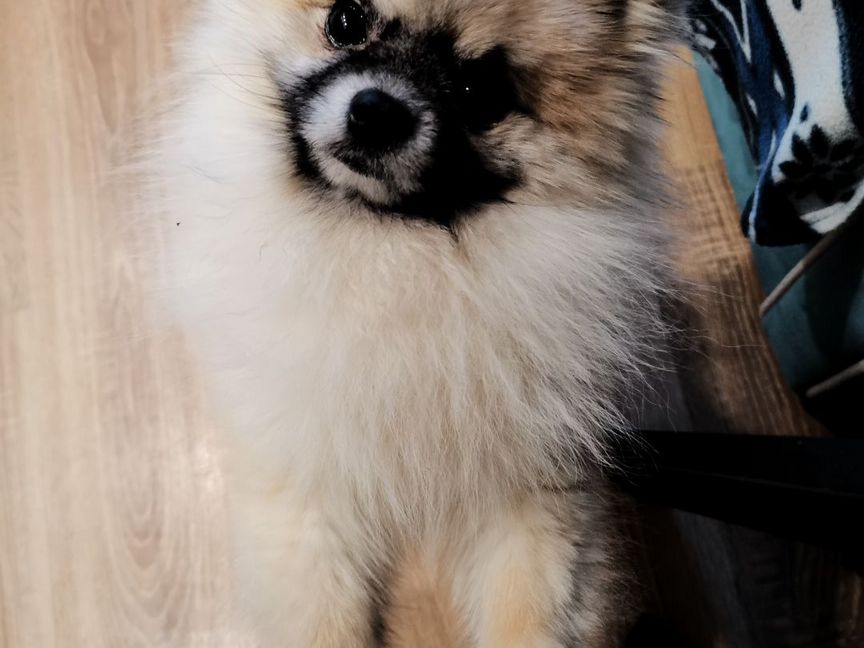 Померанский шпиц медвежьего типа(вязка,не отдаём)