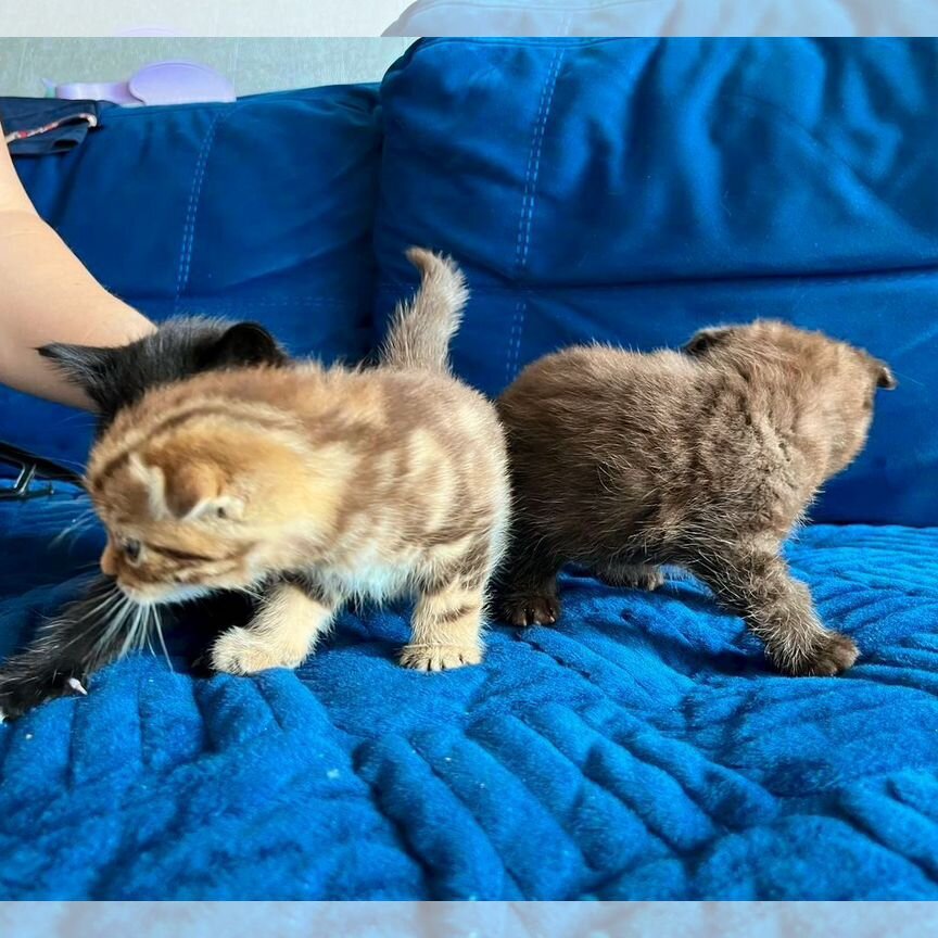 Шотландские котята
