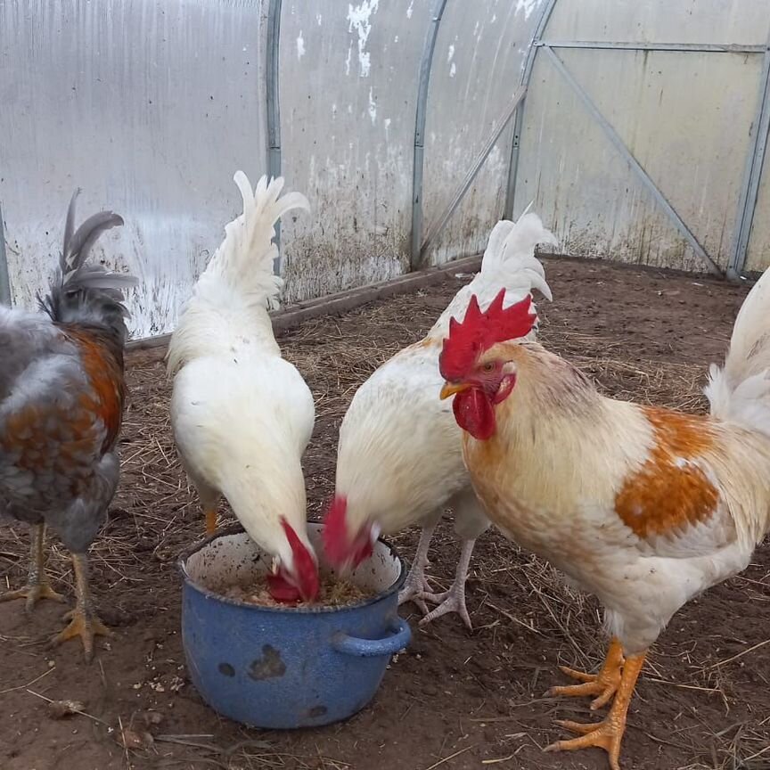 Домашние молодые петухи