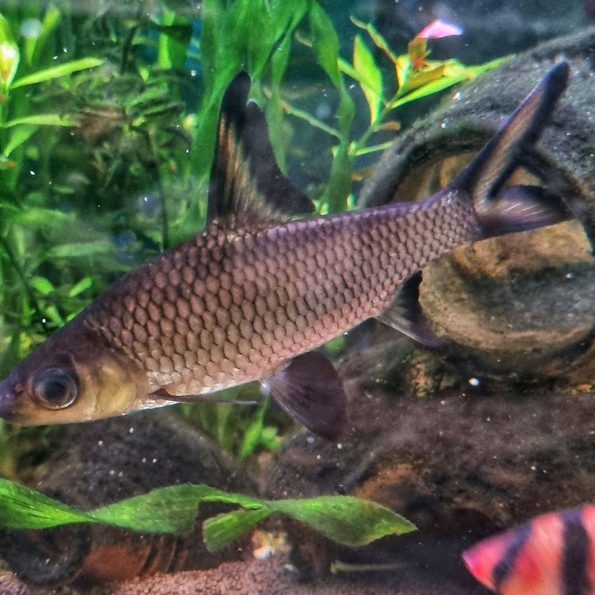 Акулий балу (бала)