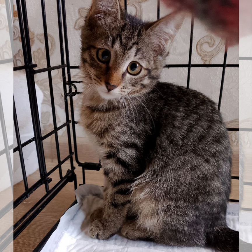 Котенок в добрые руки