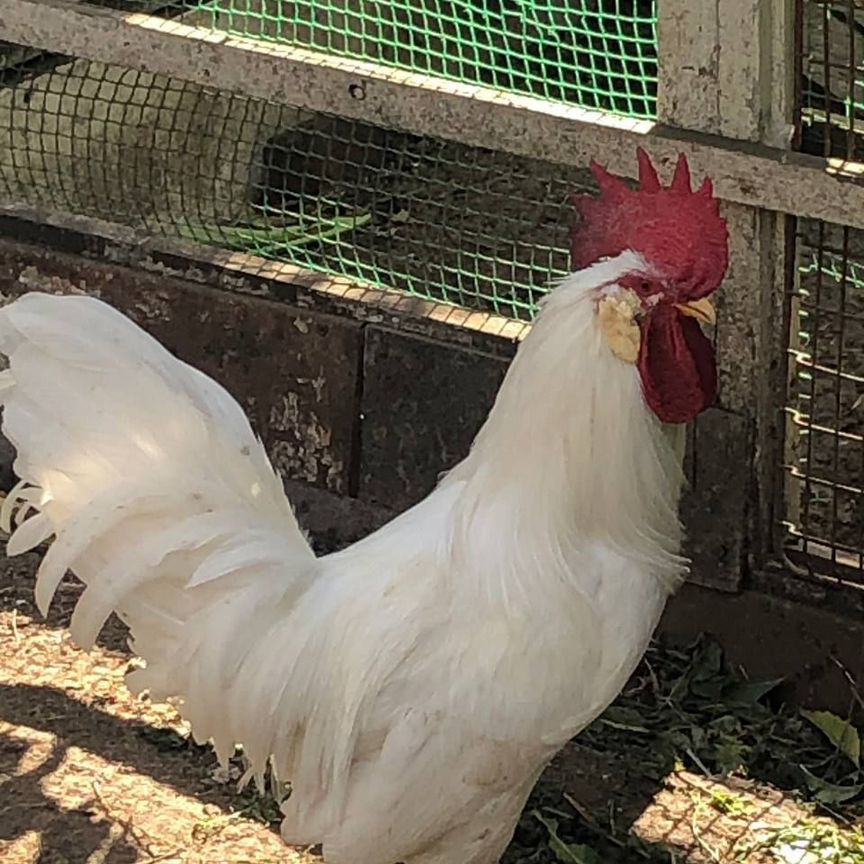 Петух Легорн