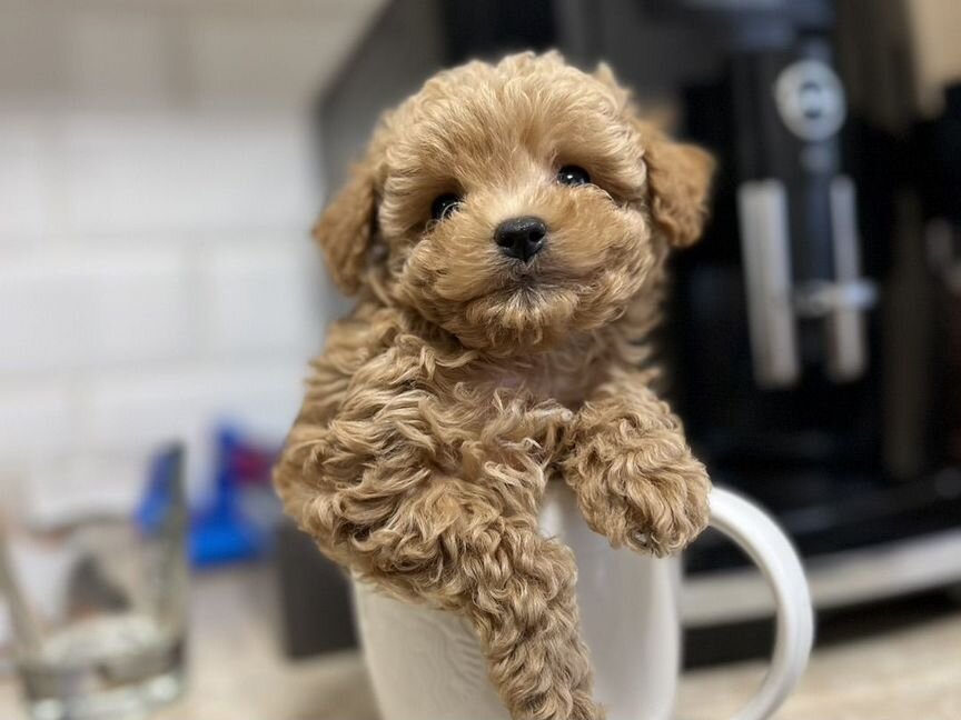 Мальтипу Пушон