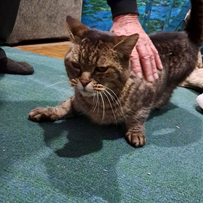 Кот ищет хозяев