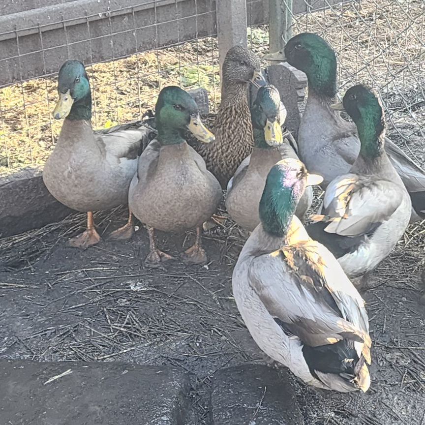 Подсадные утки чубарые