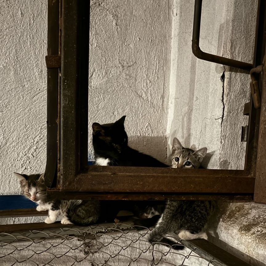 Котёнок в добрые руки