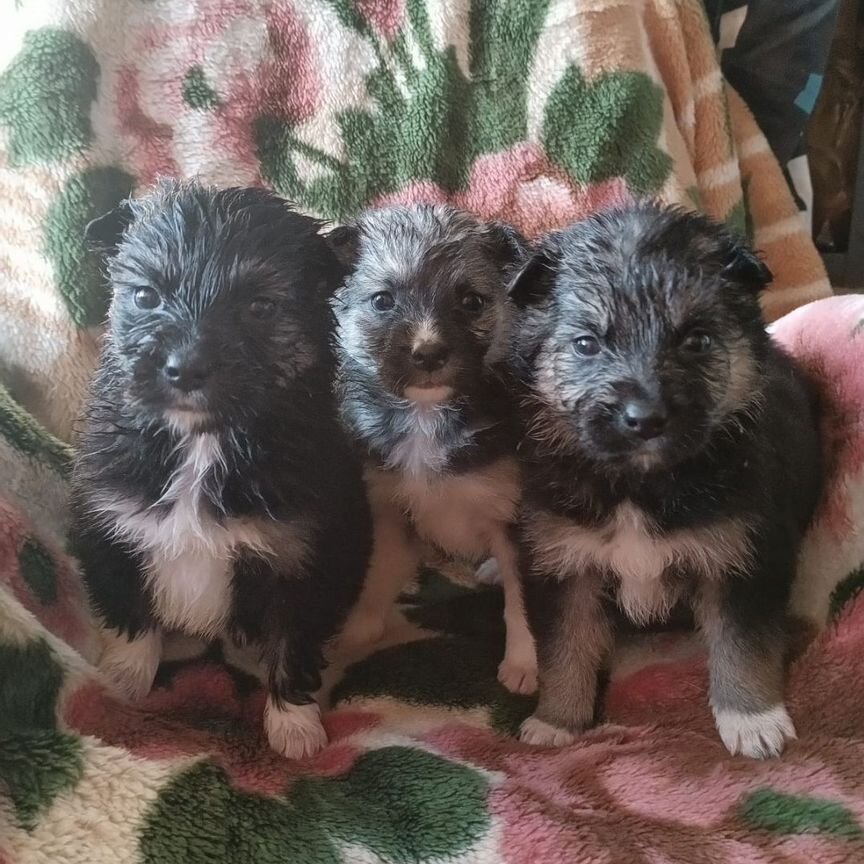 Три сестрички