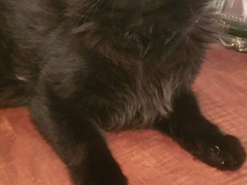 Кот ищет дом