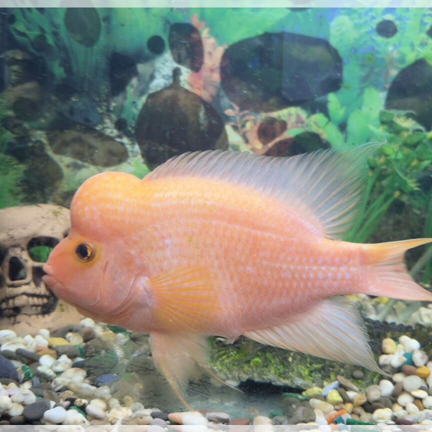 Рыба попугай красный самец