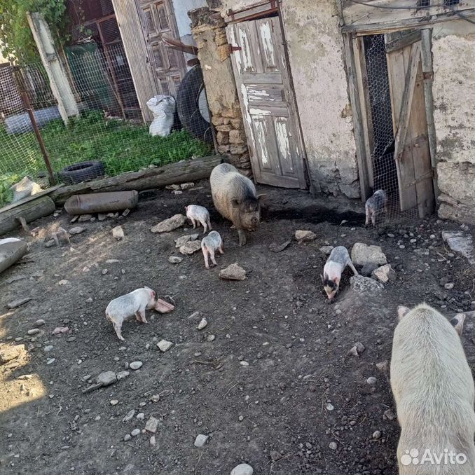 Вьетнамские поросята